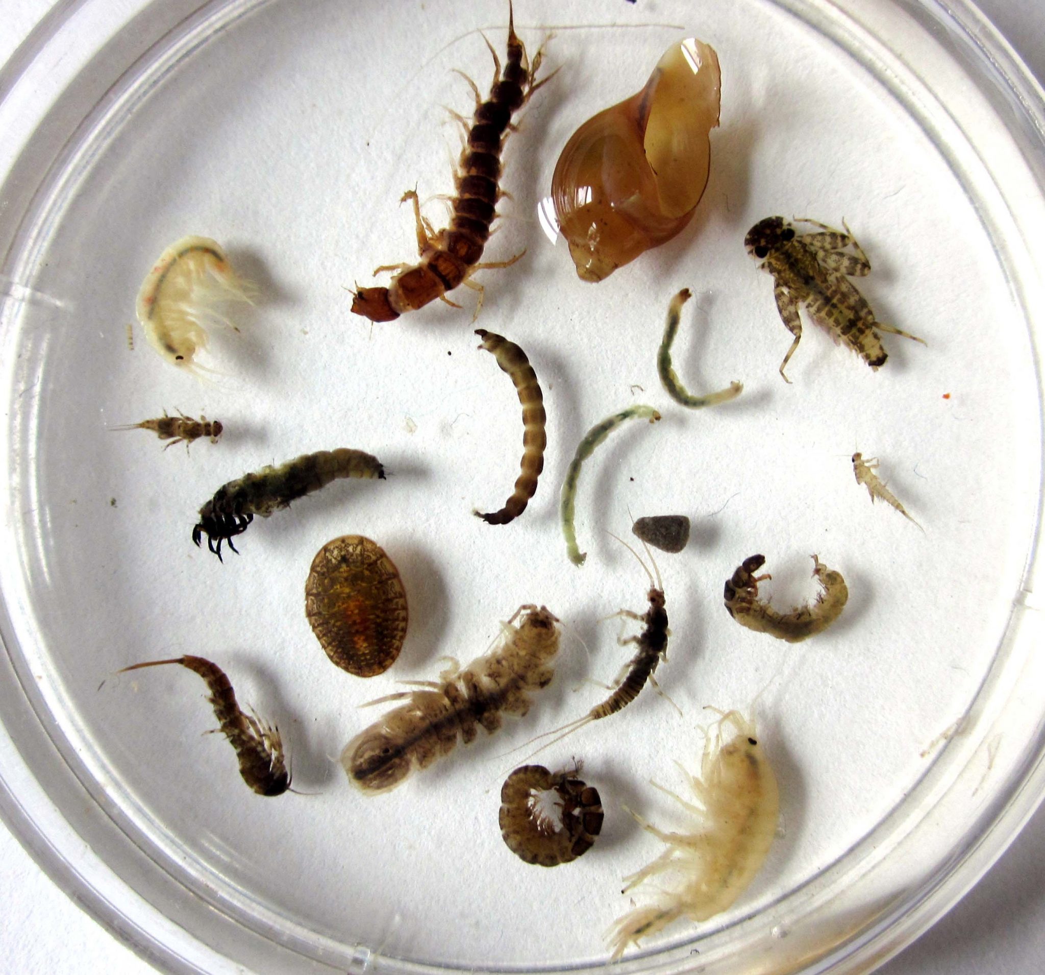 Community Science Institute | Community Science Institute